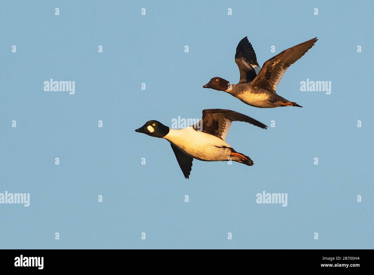 Goldeneye in flight hi-res stock photography and images - Alamy