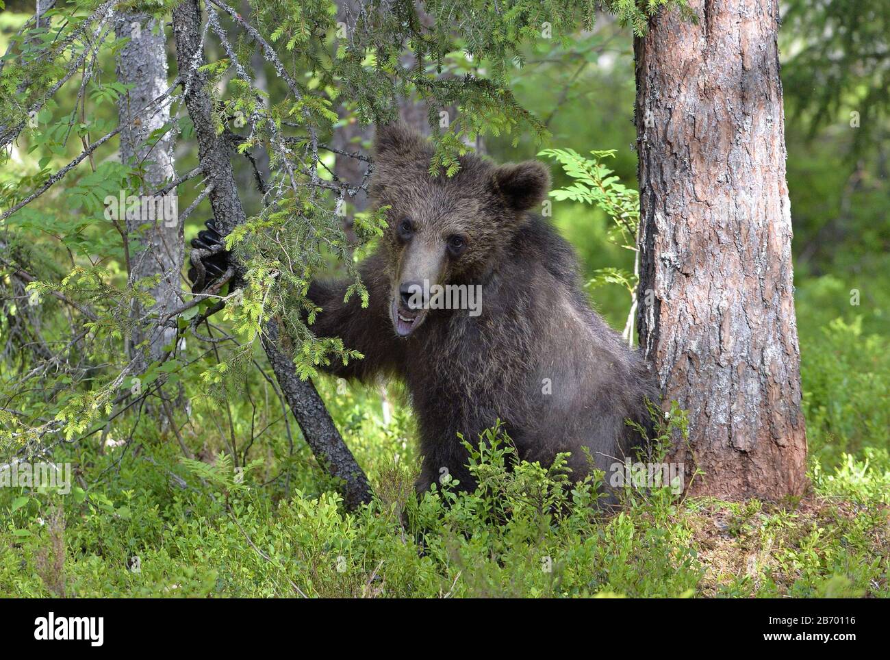Little bear sits under a pine tree. Cub of Brown Bear in the summer ...