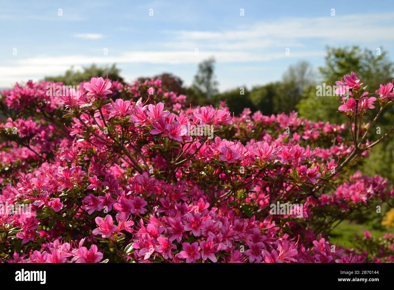 Rhododeneron amoenum evergreen flowering Azalia flowers Stock Photo - Alamy