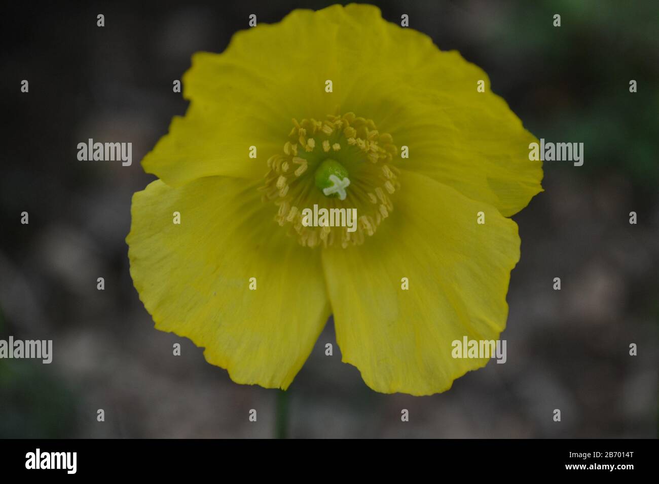 Welsh poppy, papaver cambricum Stock Photo - Alamy