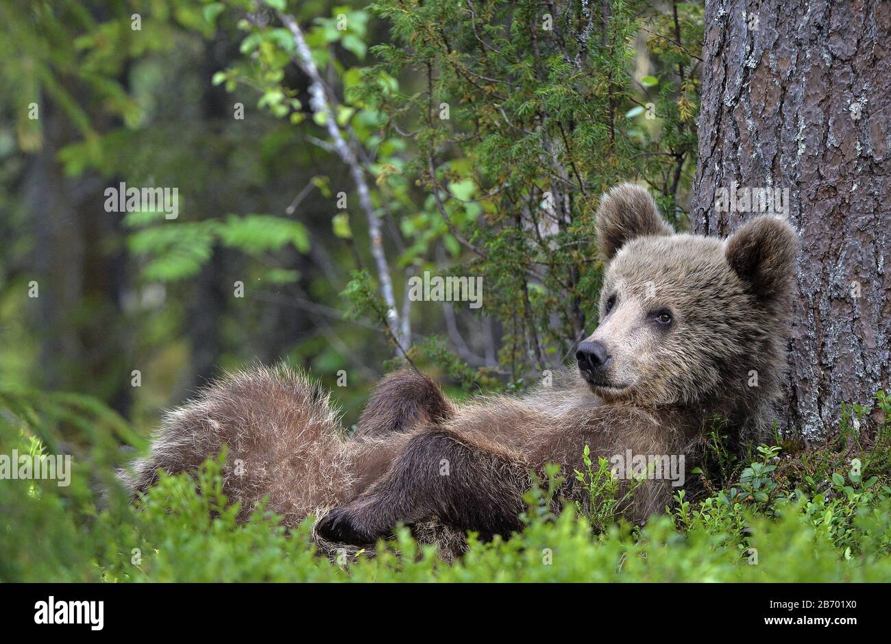 Cub of Brown Bear lying on his back with his paws raised in the green ...