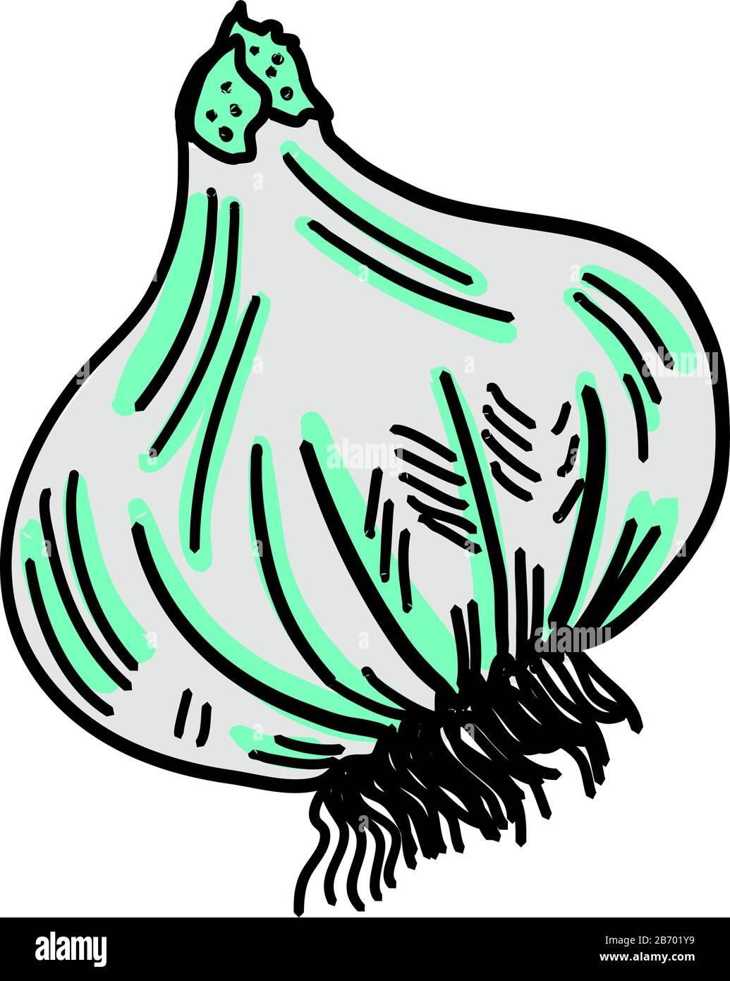 Garlic drawing, illustration, vector on white background Stock Vector ...