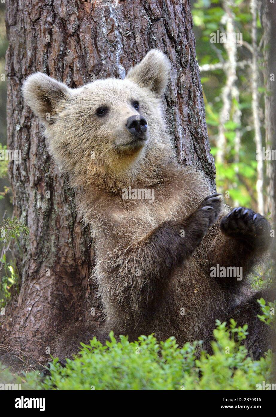 Little bear sits under a pine tree. Cub of Brown Bear in the summer ...
