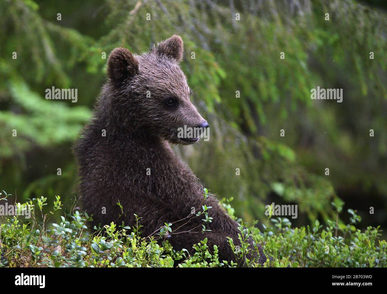 Little bear sits under a pine tree. Cub of Brown Bear in the summer ...