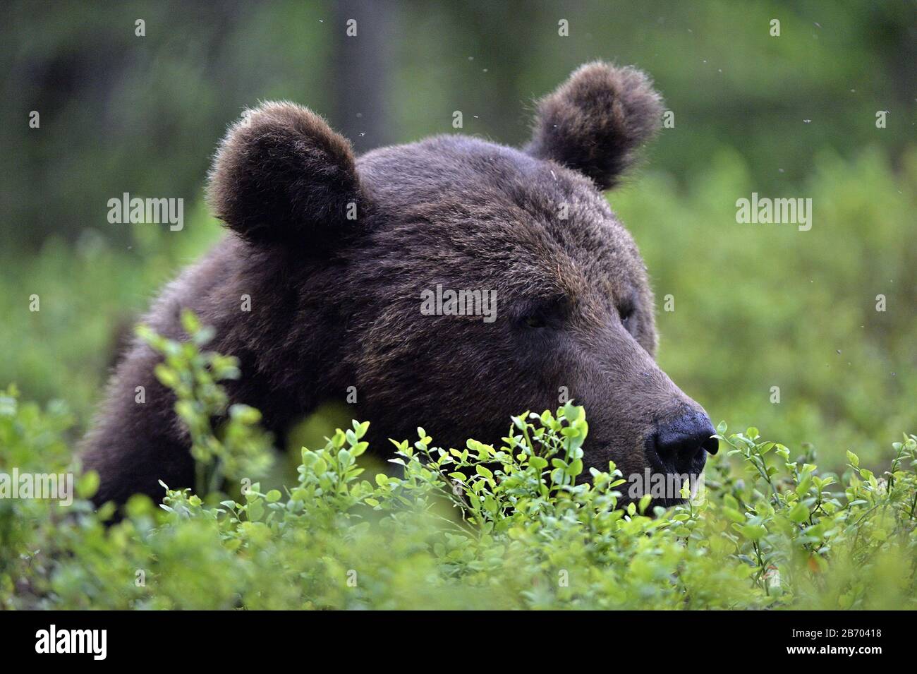 Adult Brown bear lies in the pine forest. Big brown bear male. Close up ...