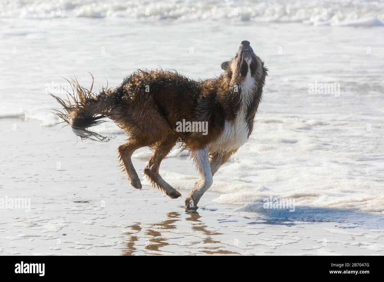 picture of a dog who runs through the water at the seacoast Stock Photo ...