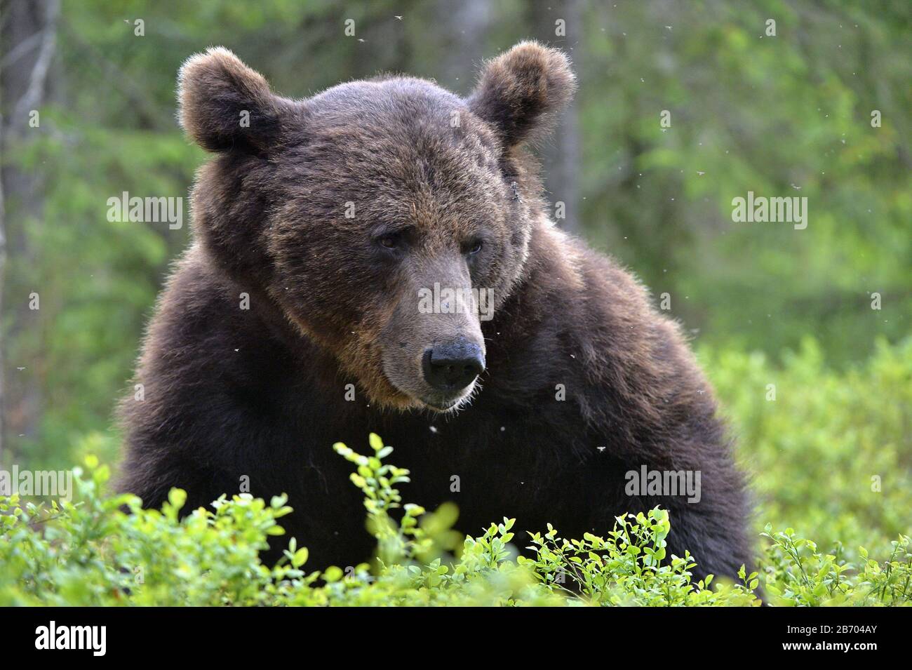 Adult Brown bear lies in the pine forest. Big brown bear male. Close up ...
