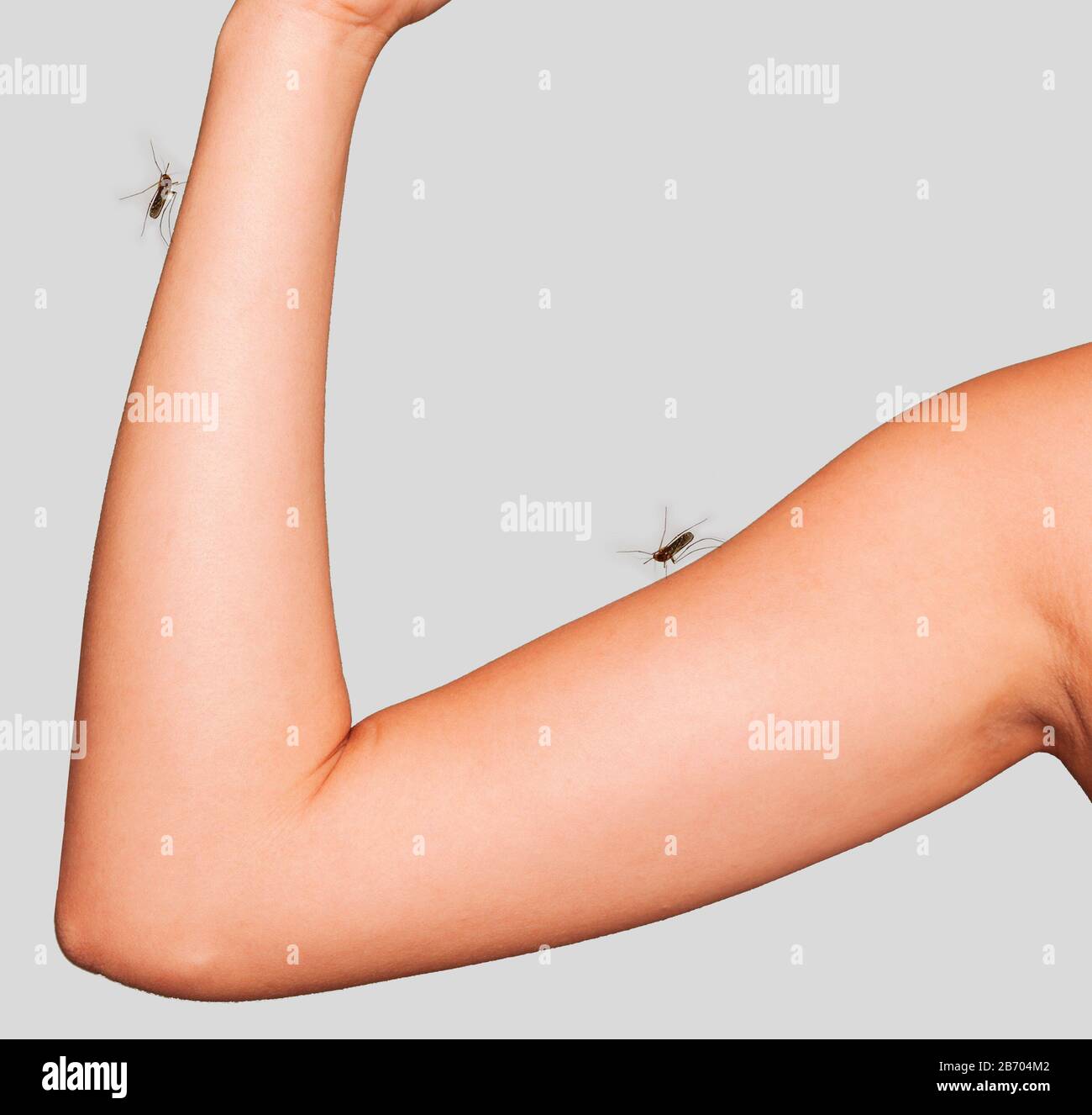 An aedes mosquito biting the arm of a man. YThe aedes mosquito can ...