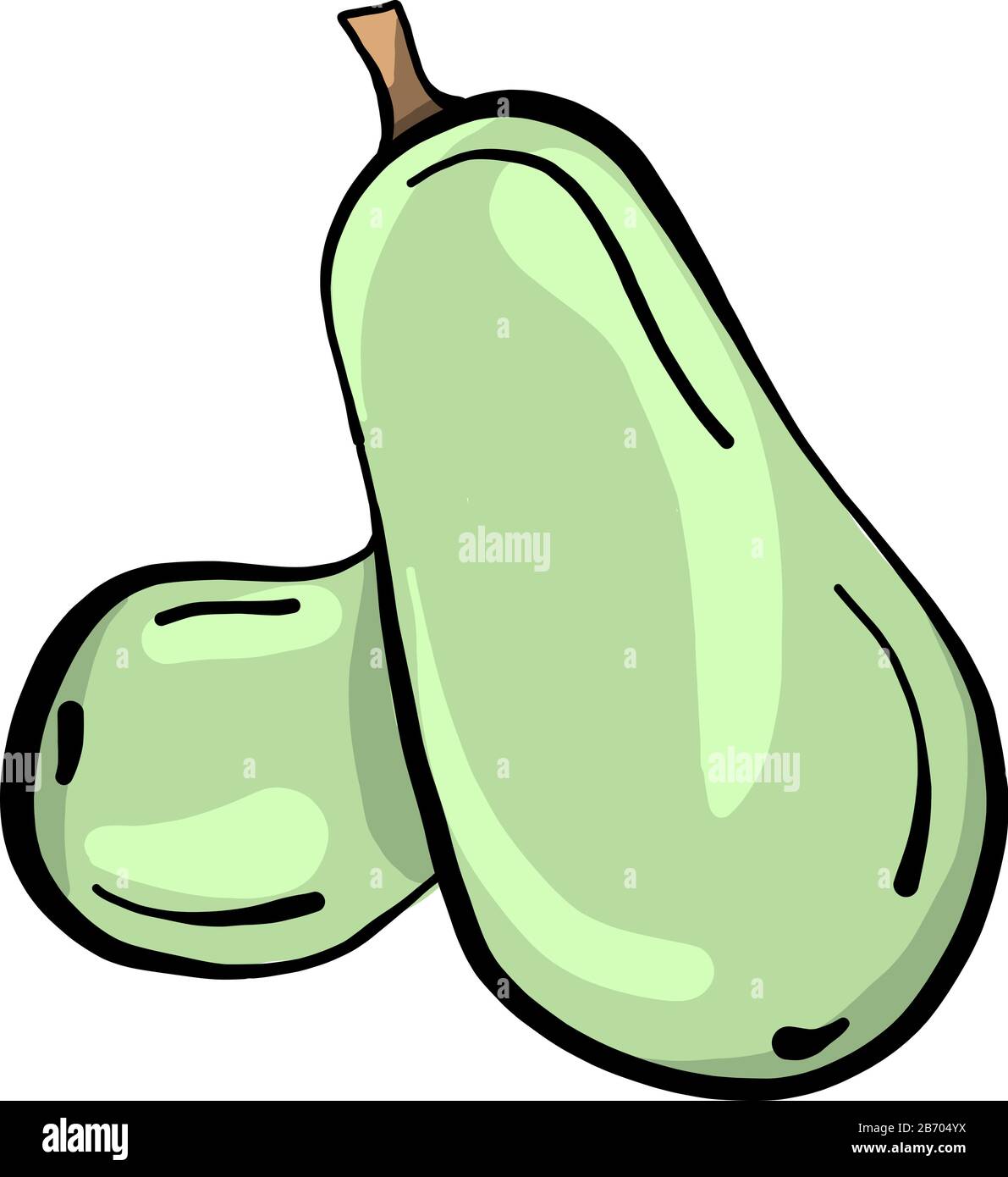 Courgette plant on white Stock Vector Images - Alamy