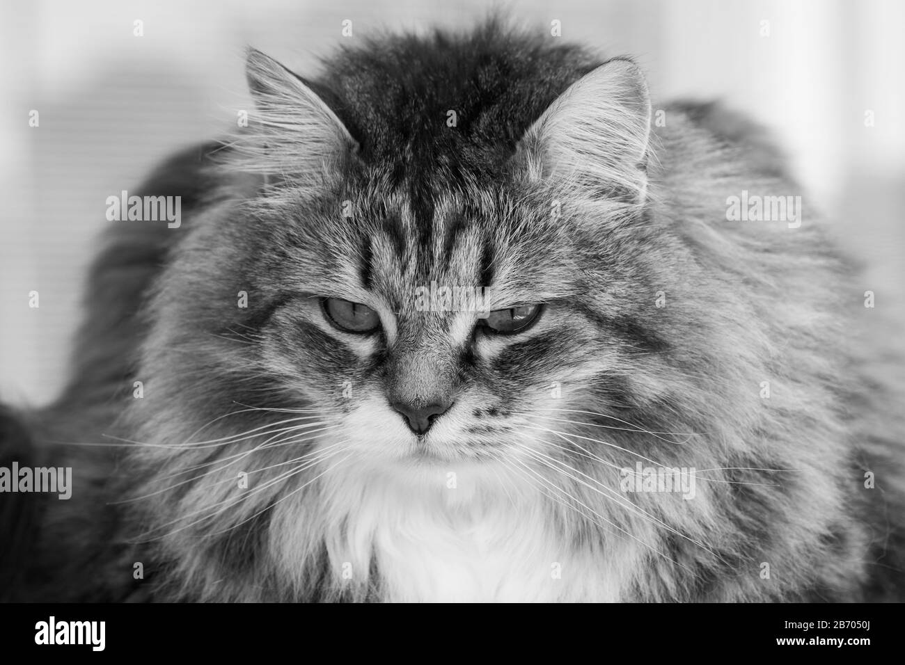 Pretty cat face in relax, siberian breed Stock Photo - Alamy