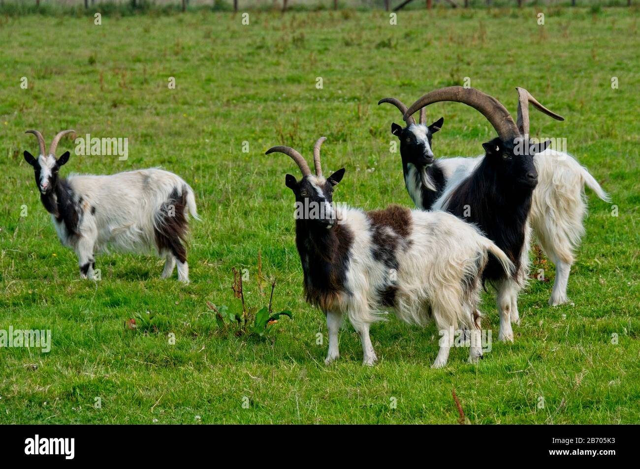 Rare breeds goats hi-res stock photography and images - Alamy