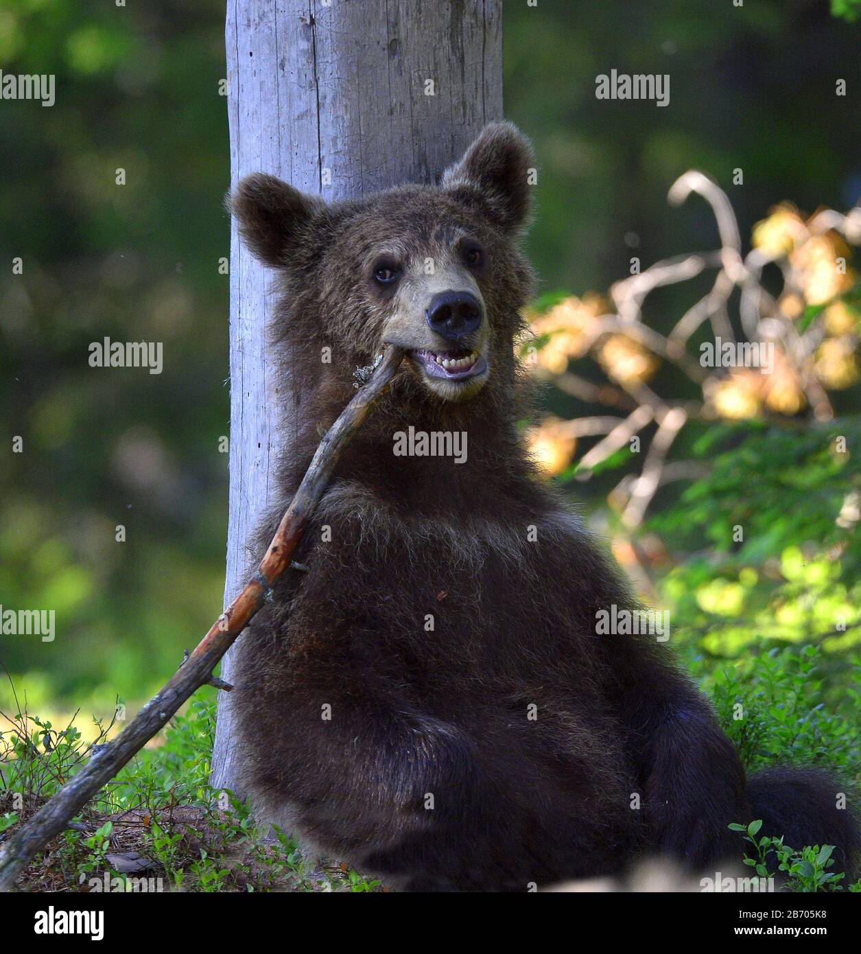 Gnaw stick hi-res stock photography and images - Alamy