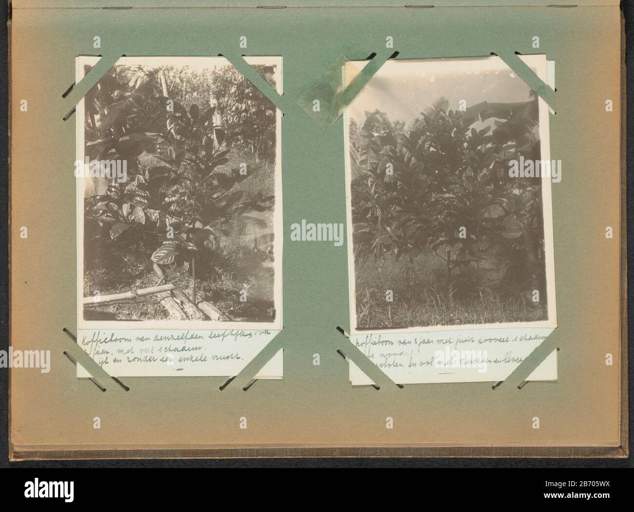 Koffiebomen op Plantage Peperpot Koffieboom van denzelfden leeftijd ...