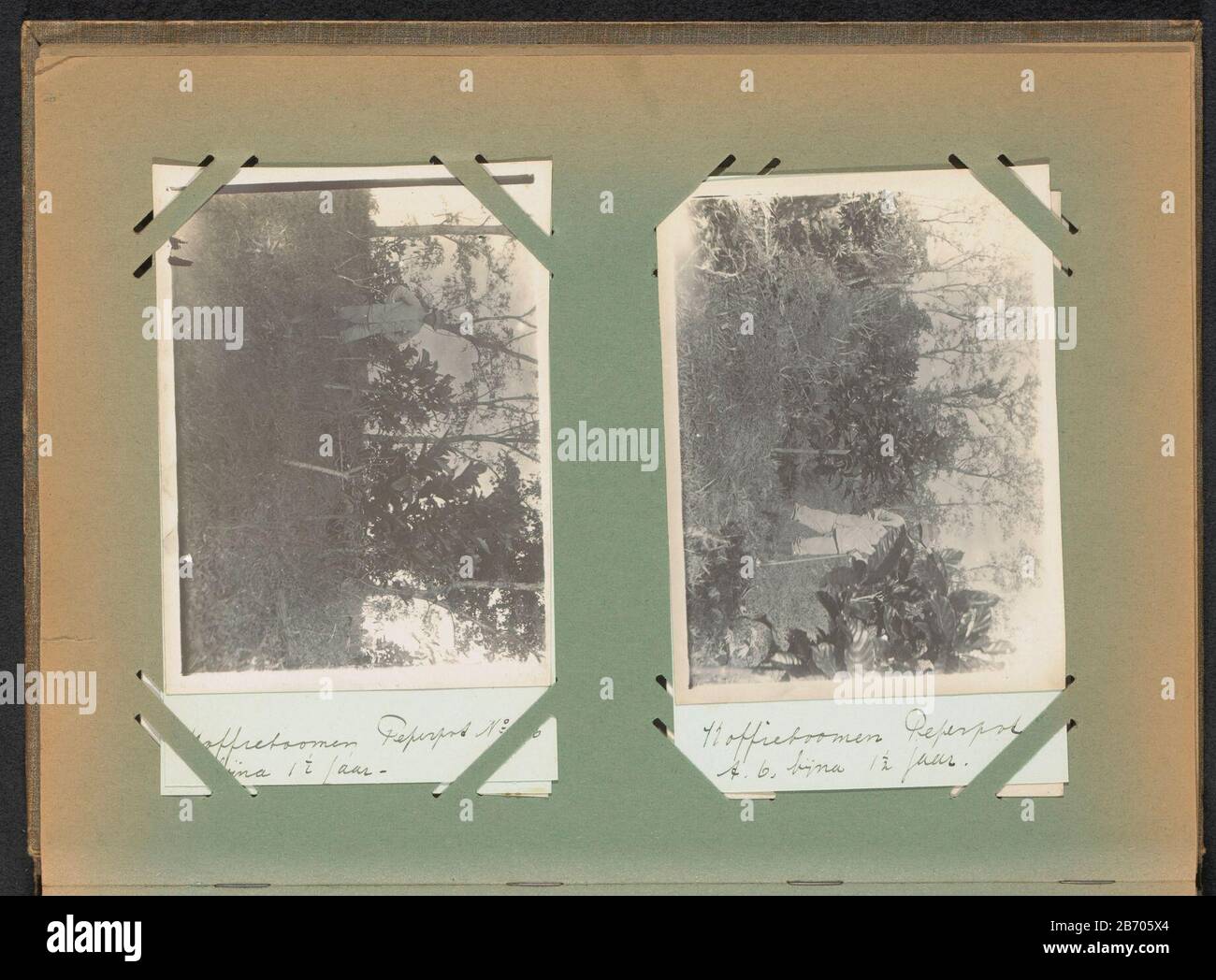 Koffiebomen op Plantage Peperpot Koffieboomen Peperpot (titel op object ...