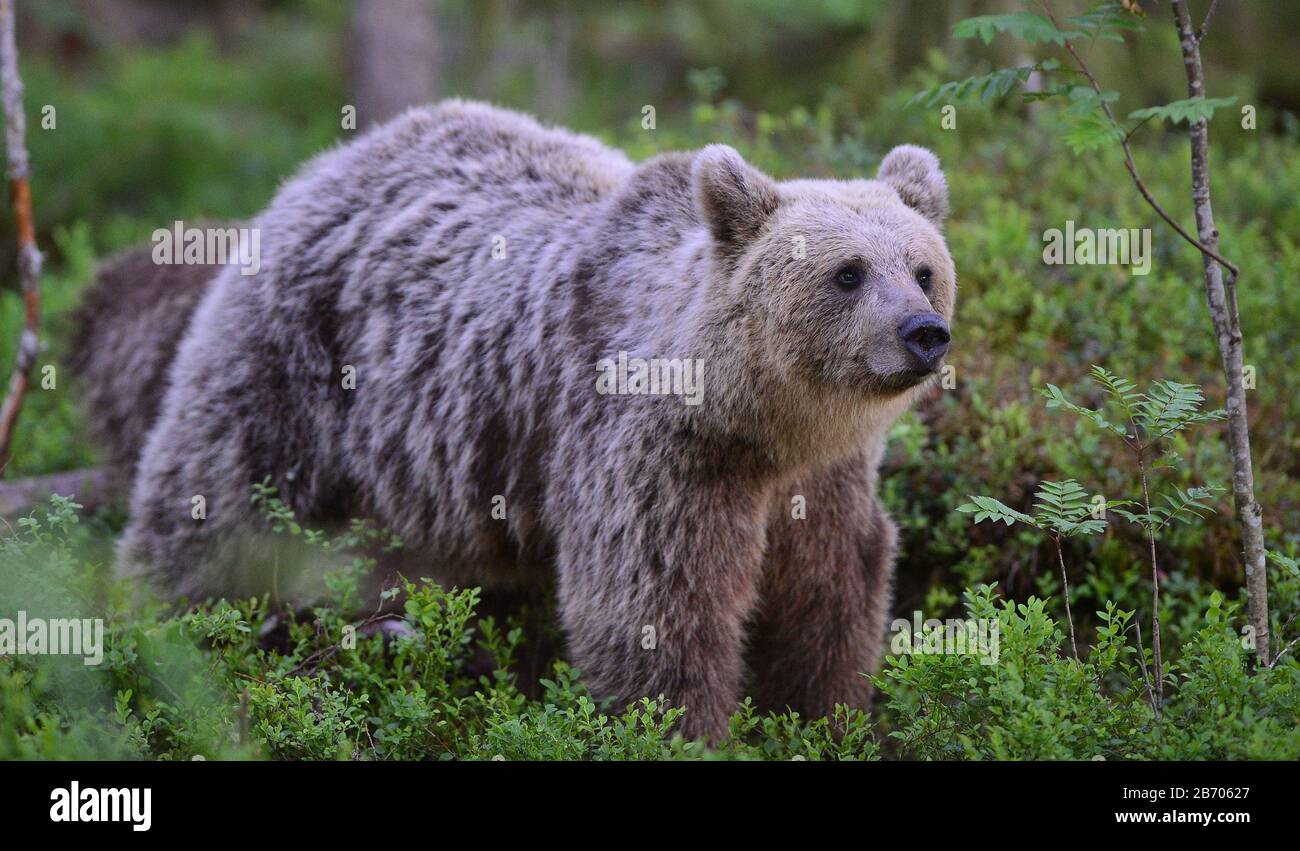 Brown bear in the summer forest. Close up portrait. Scientific name ...