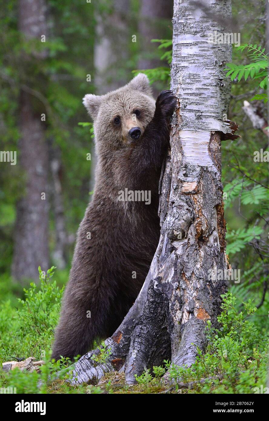 Bear cub up on its hind legs. Bear Cub of Brown bear in the summer ...