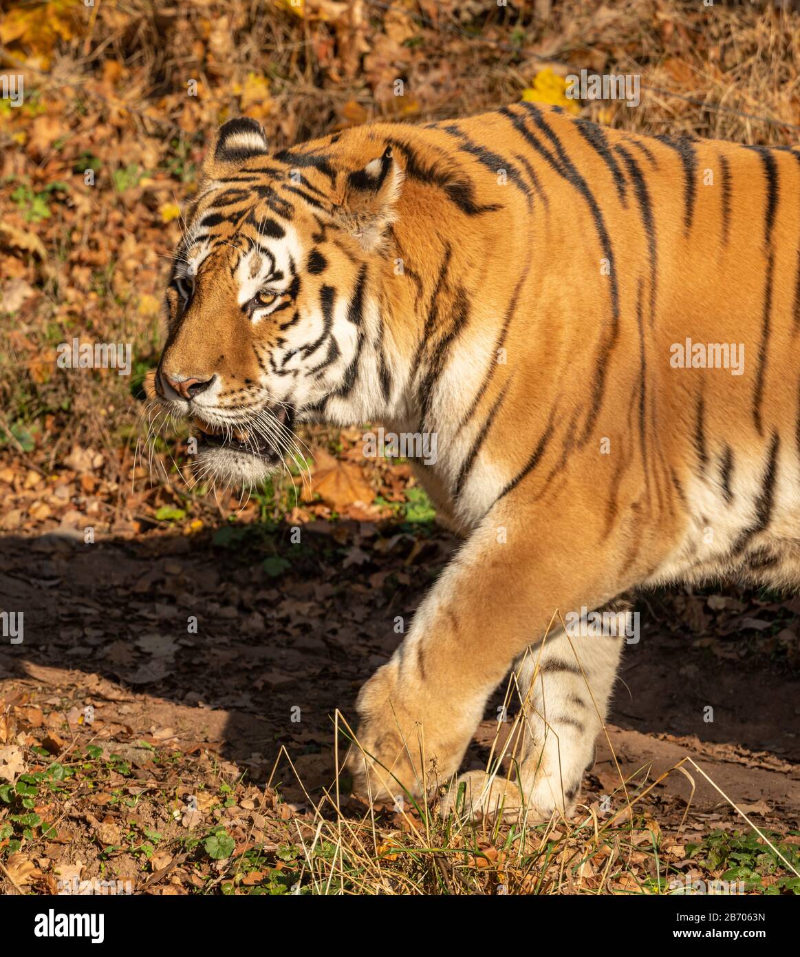 tiger walking in the zoo Stock Photo - Alamy