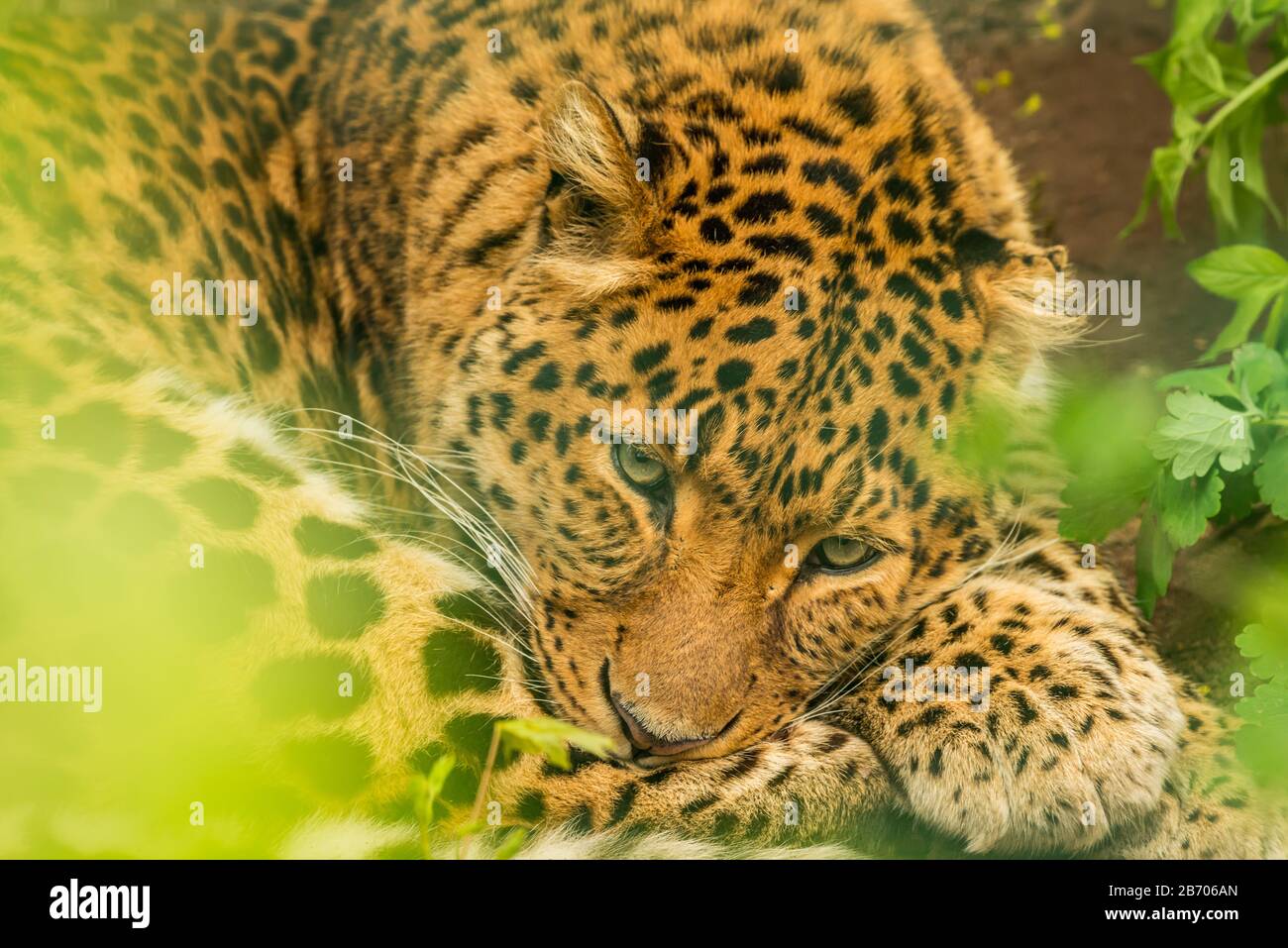 coiled resting leopard hiding in vegetation, in zoo Stock Photo - Alamy
