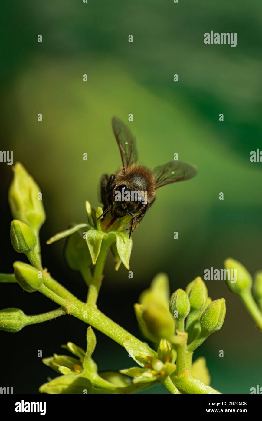 European honey bee (apis mellifera), pollinating avocado flower (persea ...