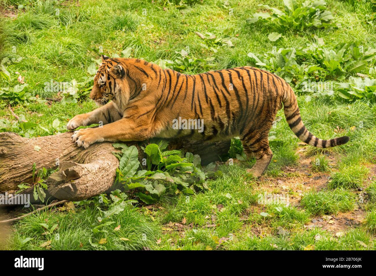 Tiger claws hi-res stock photography and images - Alamy