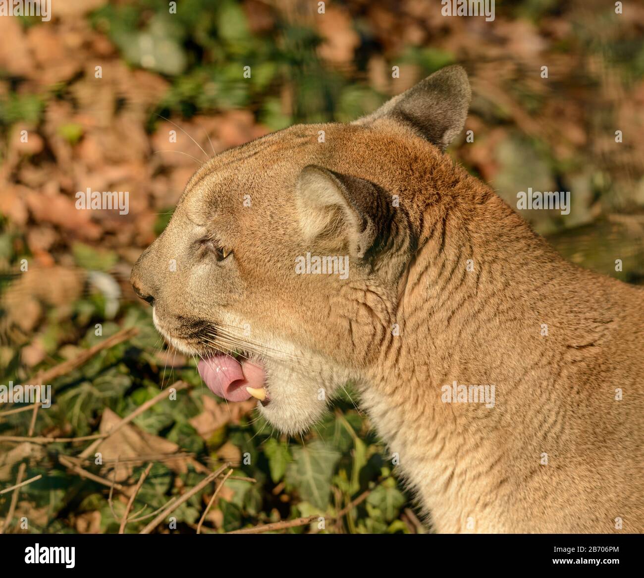 Puma growling hi-res stock photography and images - Alamy