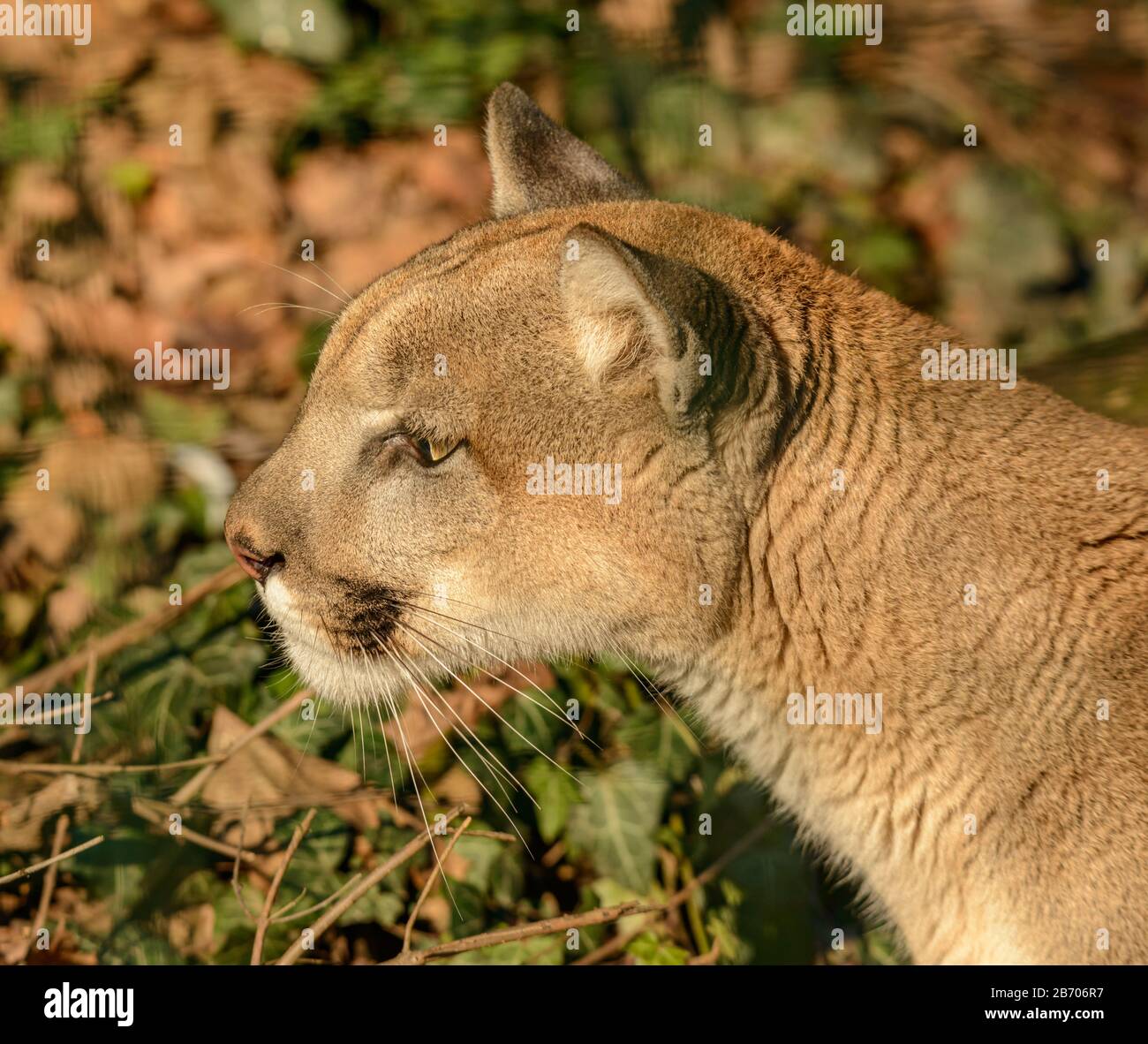 Lion head side profile hi-res stock photography and images - Alamy