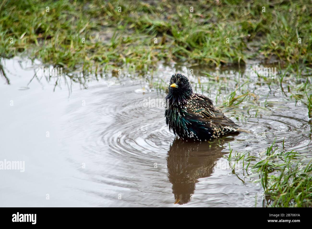 A common starling bathing in a puddle at Kensington Gardens, London, UK ...