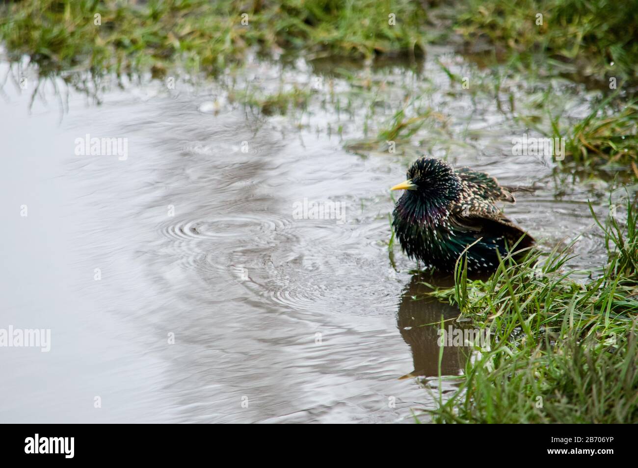 A common starling bathing in a puddle at Kensington Gardens, London, UK ...
