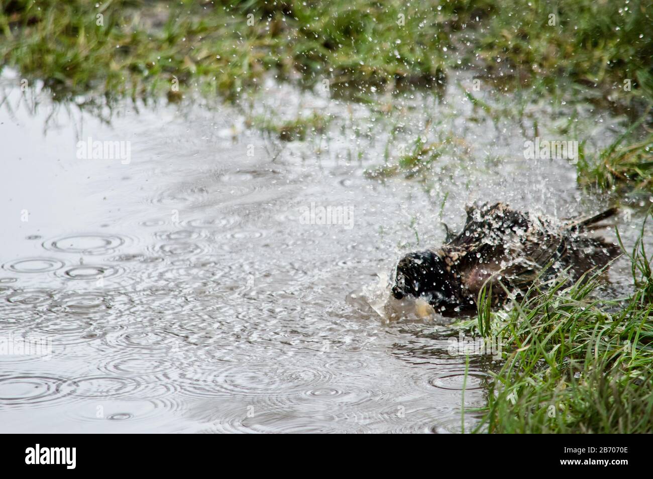 A common starling bathing in a puddle at Kensington Gardens, London, UK ...