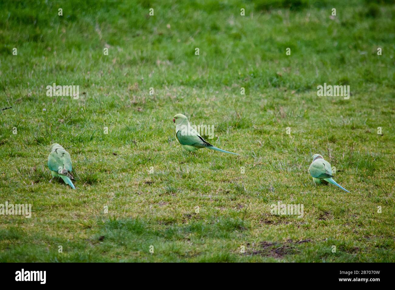 Parakeets long hi-res stock photography and images - Alamy