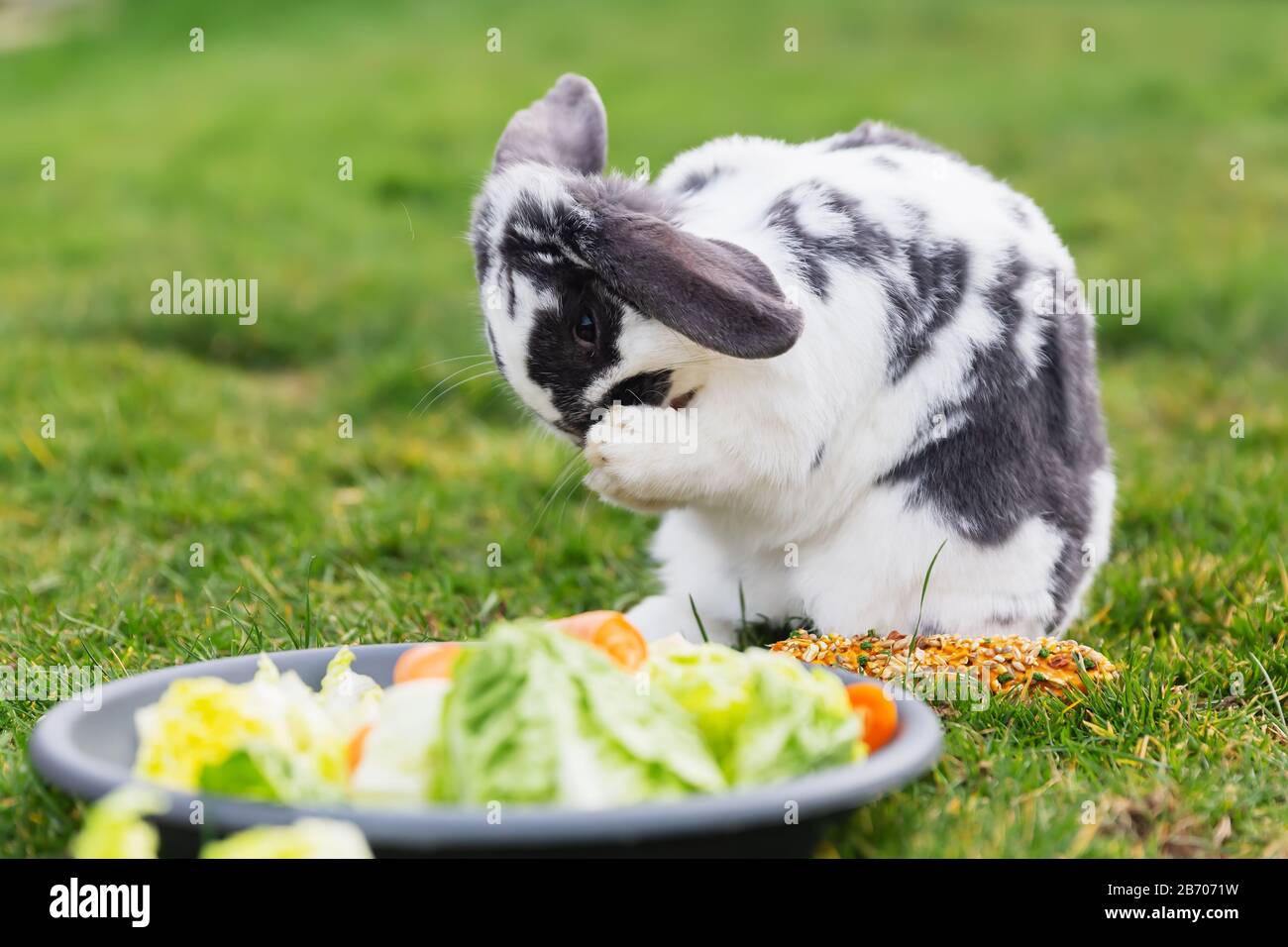 Sitting rabbit feet hi-res stock photography and images - Alamy