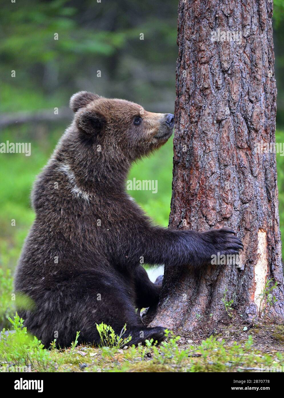 Little bear sits under a pine tree and sniffing the tree. Cub of Brown ...