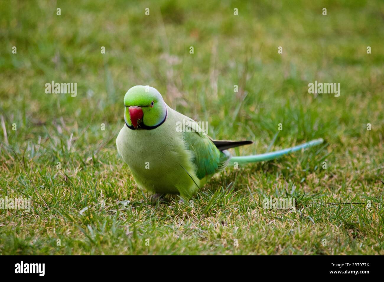 A parakeet at Kensington Gardens, London, UK Stock Photo - Alamy