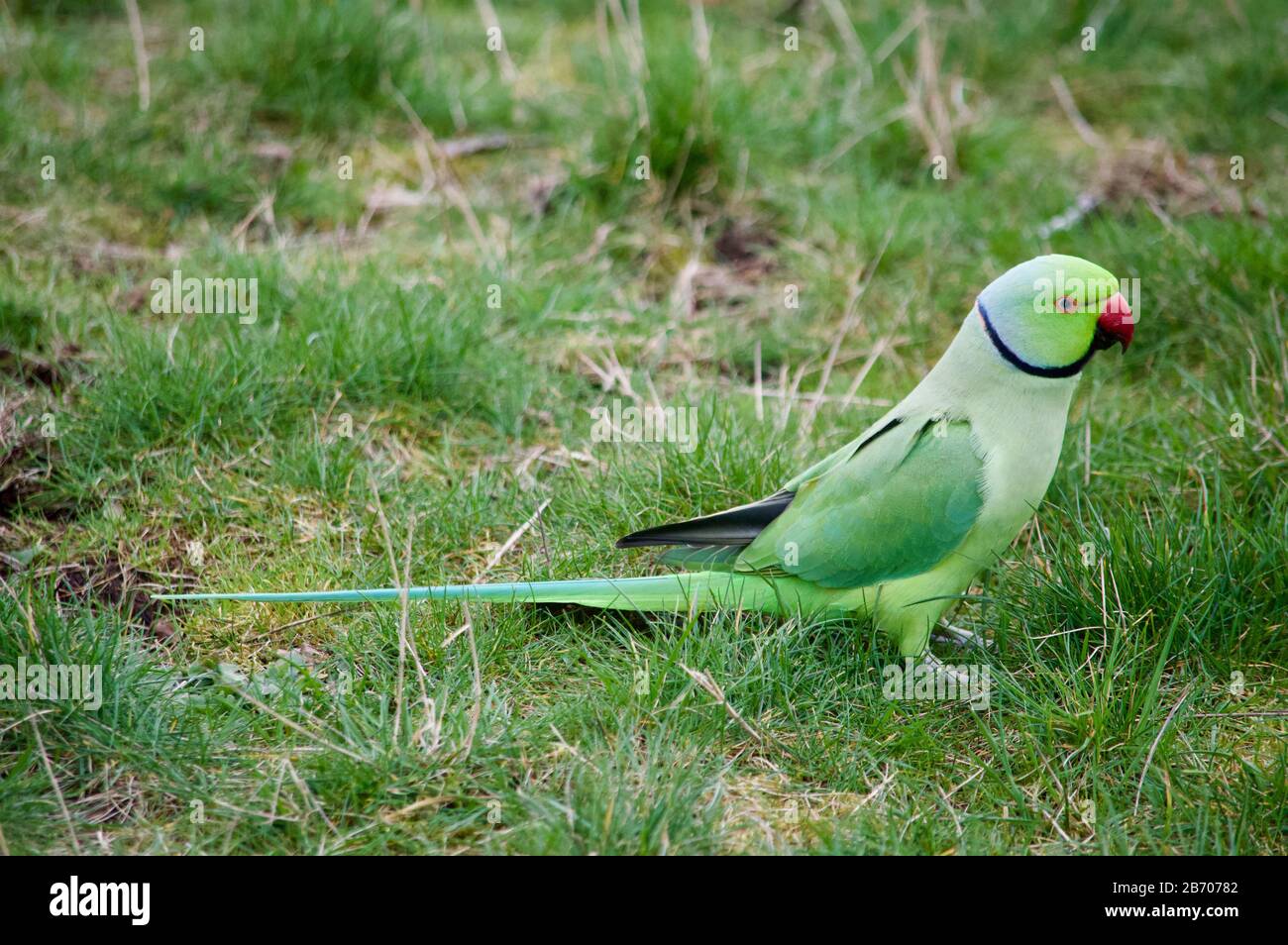 A parakeet at Kensington Gardens, London, UK Stock Photo - Alamy