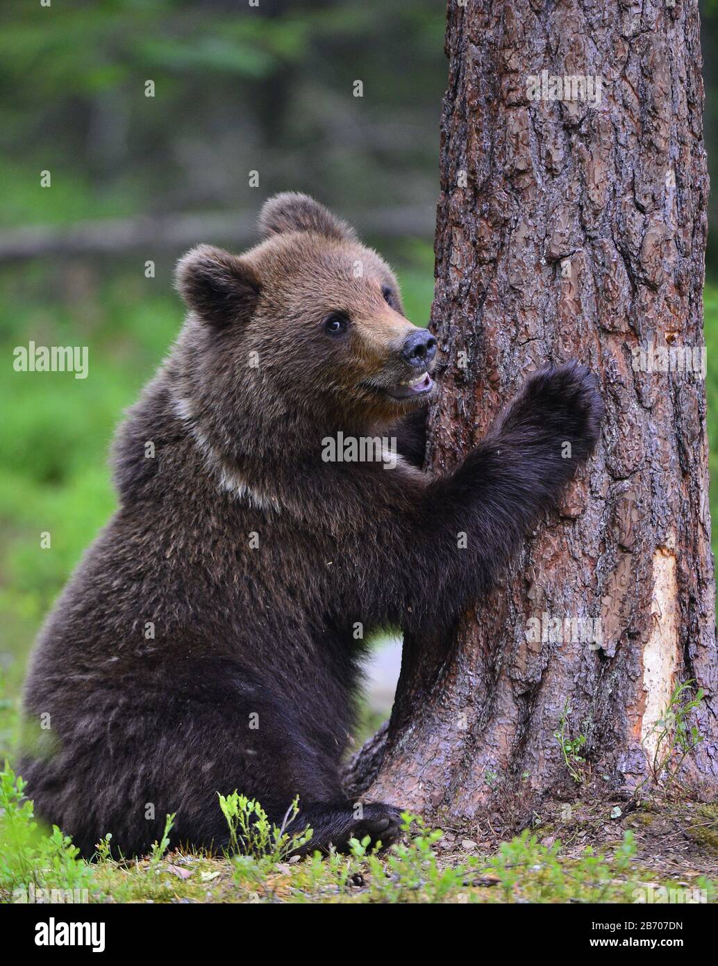 Little bear sits under a pine tree. Cub of Brown Bear in the summer ...