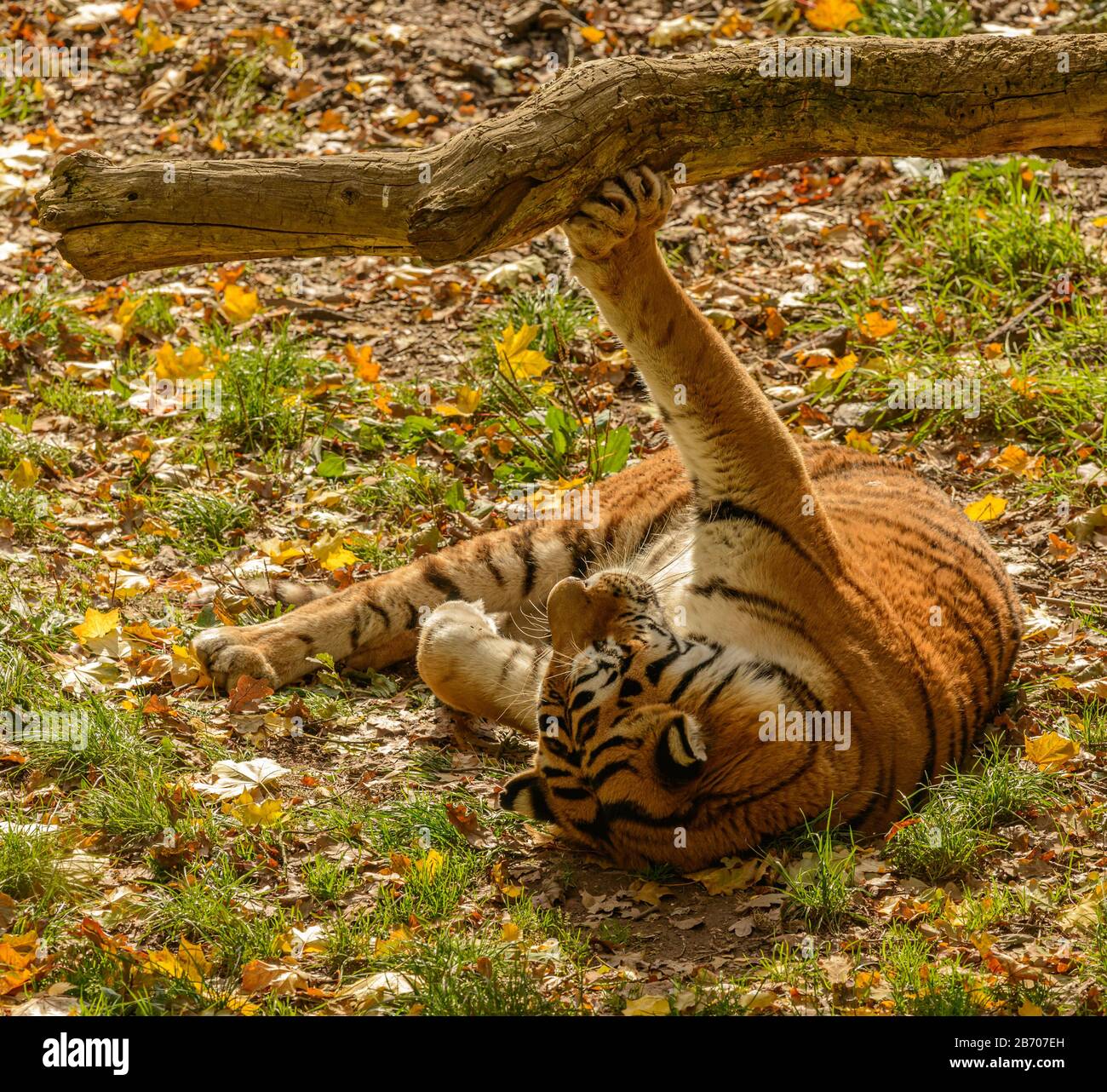 tiger laying on back playing with branch in zoo Stock Photo - Alamy
