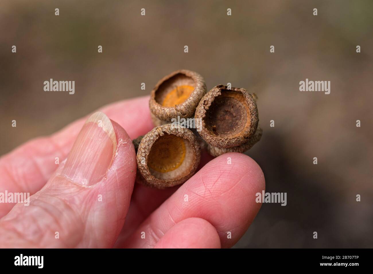 Acorns fallen during the autumn season in North Florida Stock Photo - Alamy