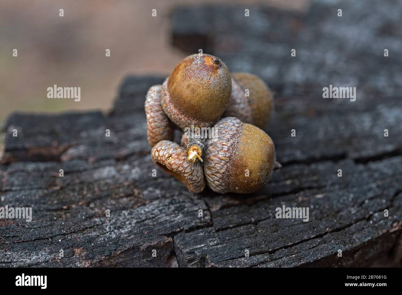 Acorns fallen during the autumn season in North Florida Stock Photo - Alamy