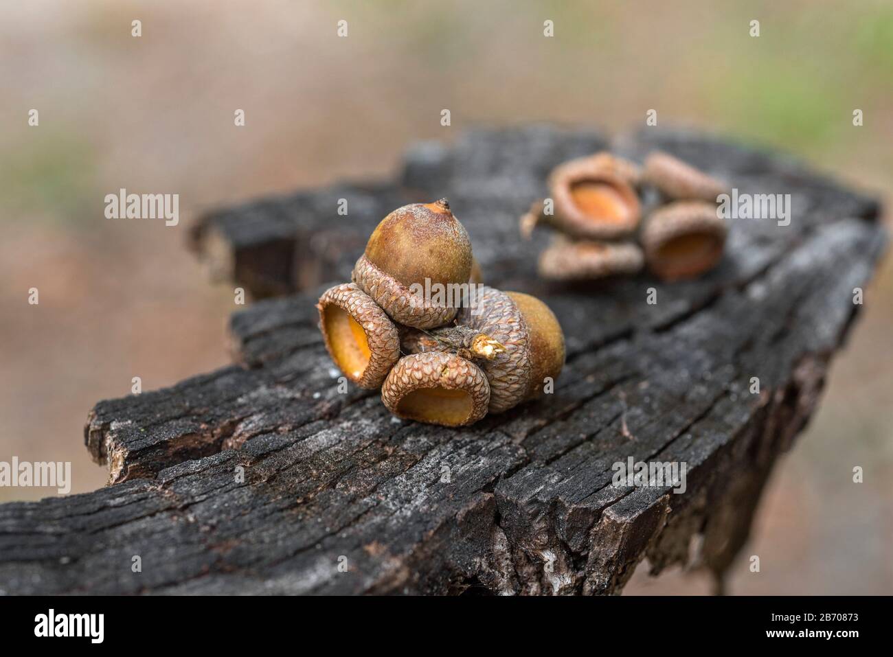 Acorns fallen during the autumn season in North Florida Stock Photo - Alamy