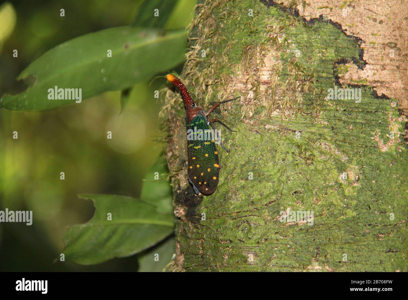 Lantern beetle hi-res stock photography and images - Alamy