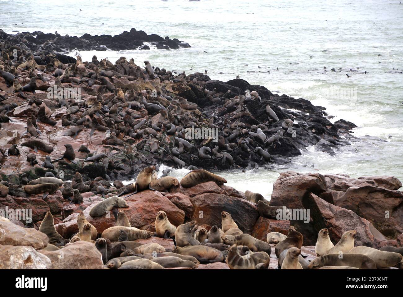 The sea lions colony of Cape Cross in Namibia Stock Photo - Alamy
