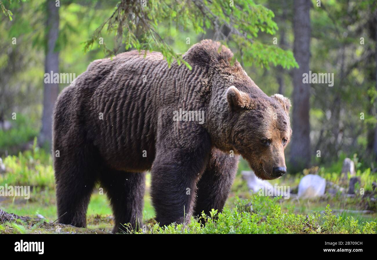 Big Adult Male of Brown bear in the summer forest. Scientific name ...