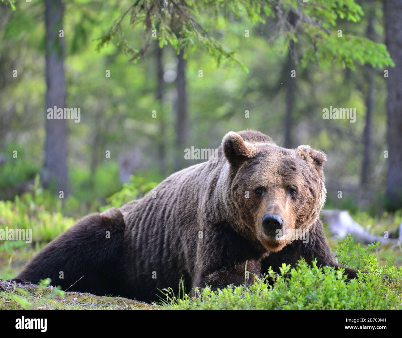 Adult Brown bear lies in the pine forest. Big brown bear male. Close up ...