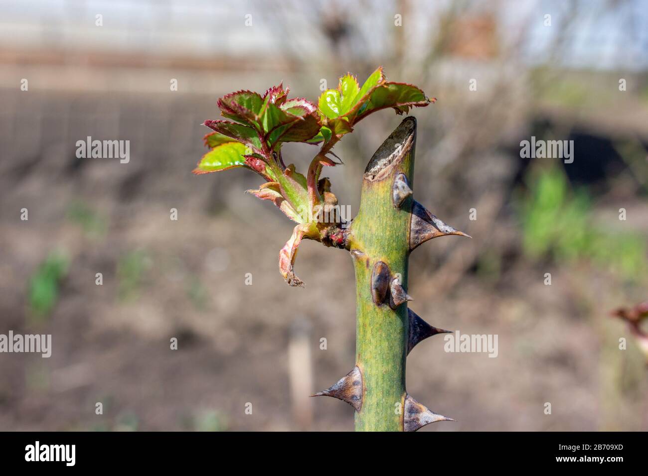 Rose thorn disease hi-res stock photography and images - Alamy