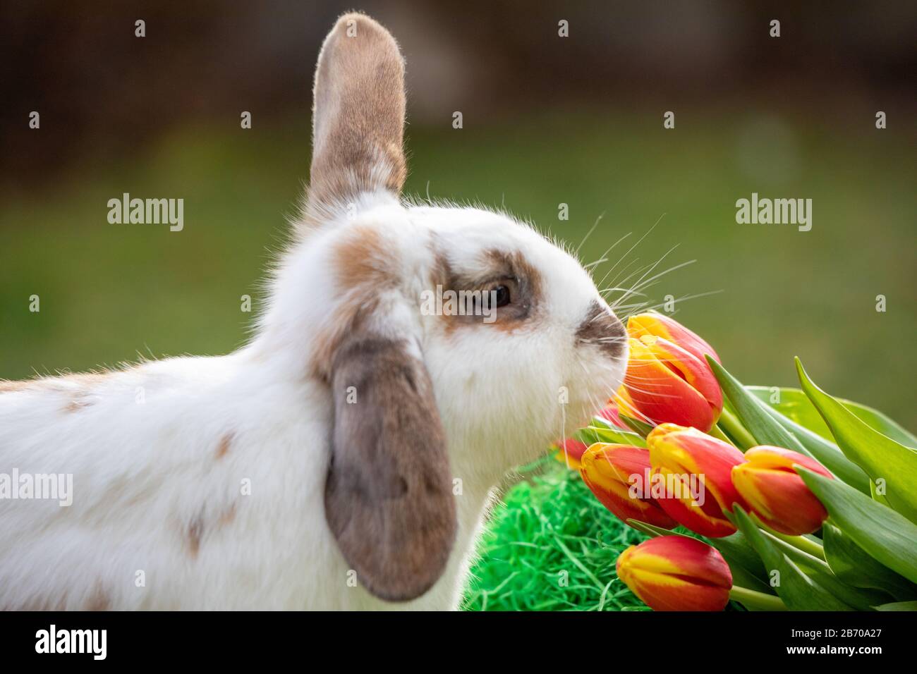 Easter bunny on spring green grass Stock Photo - Alamy