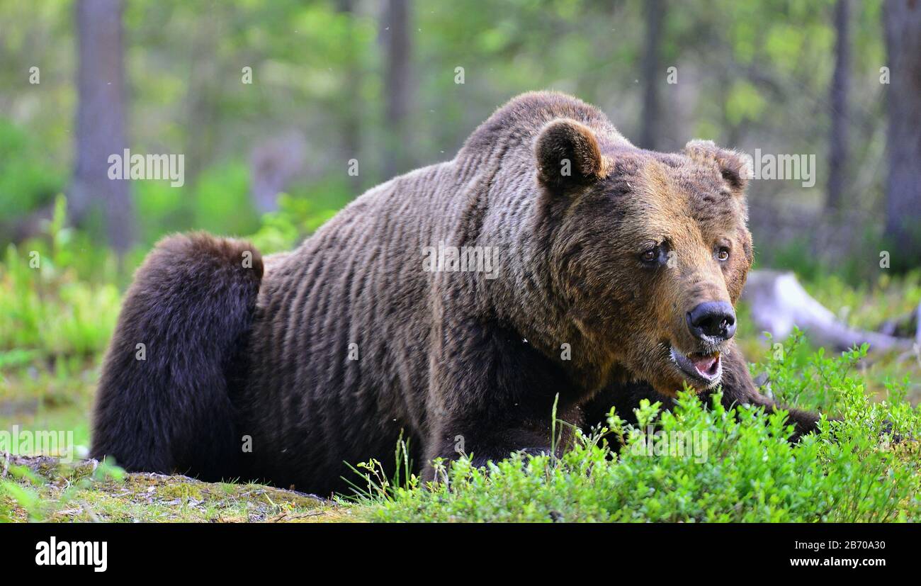 Adult Brown bear lies in the pine forest. Big brown bear male. Close up ...