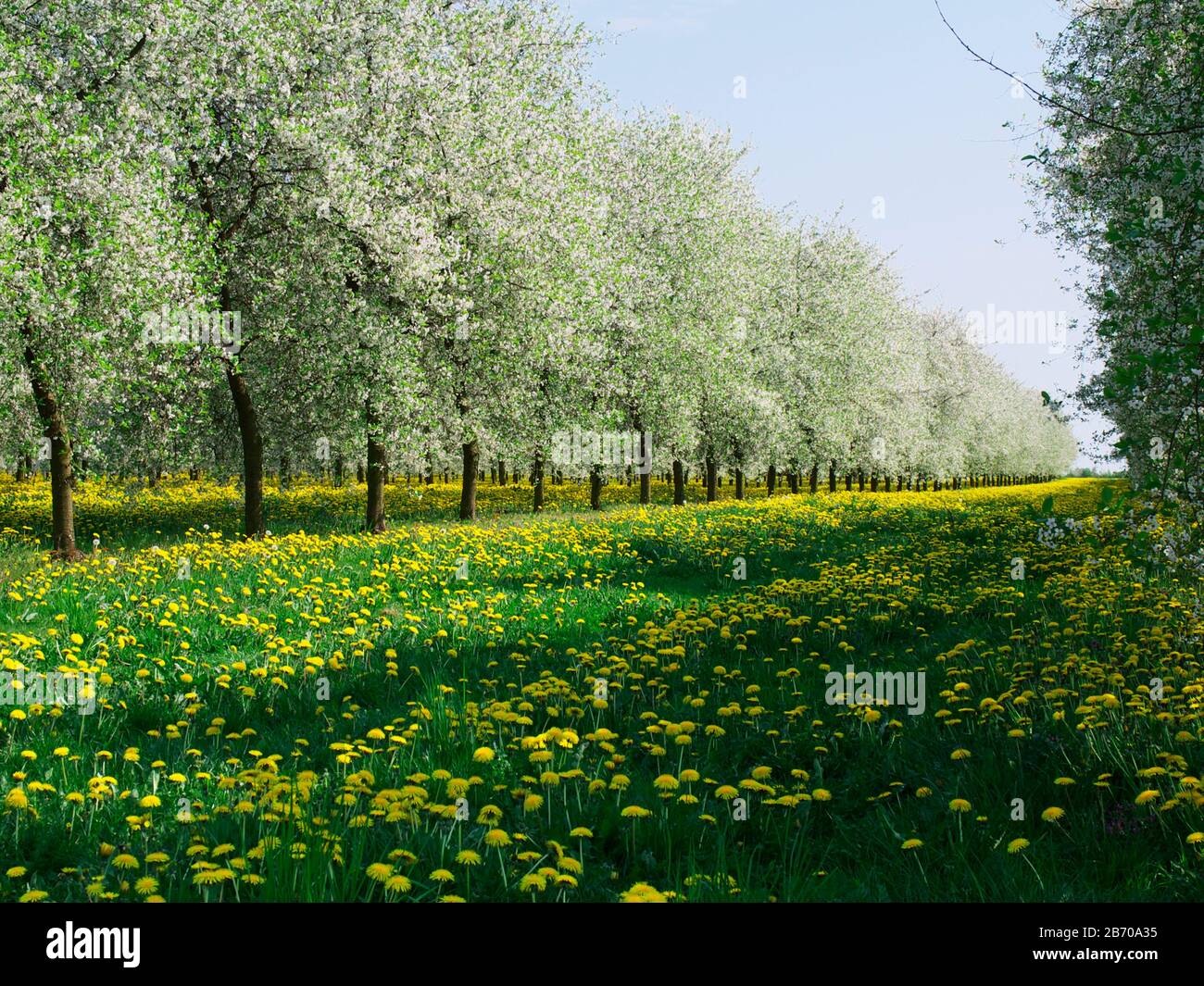 Spring Flowers Garden Denmark High Resolution Stock Photography and ...