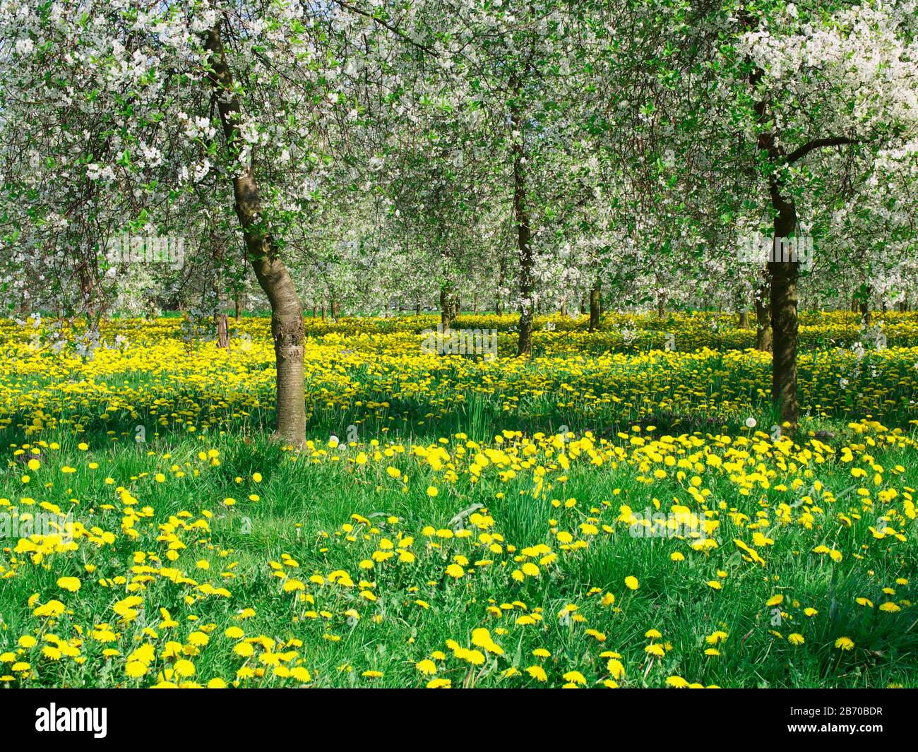 Cherry plantation in full bloom on Lolland, Denmark Stock Photo - Alamy