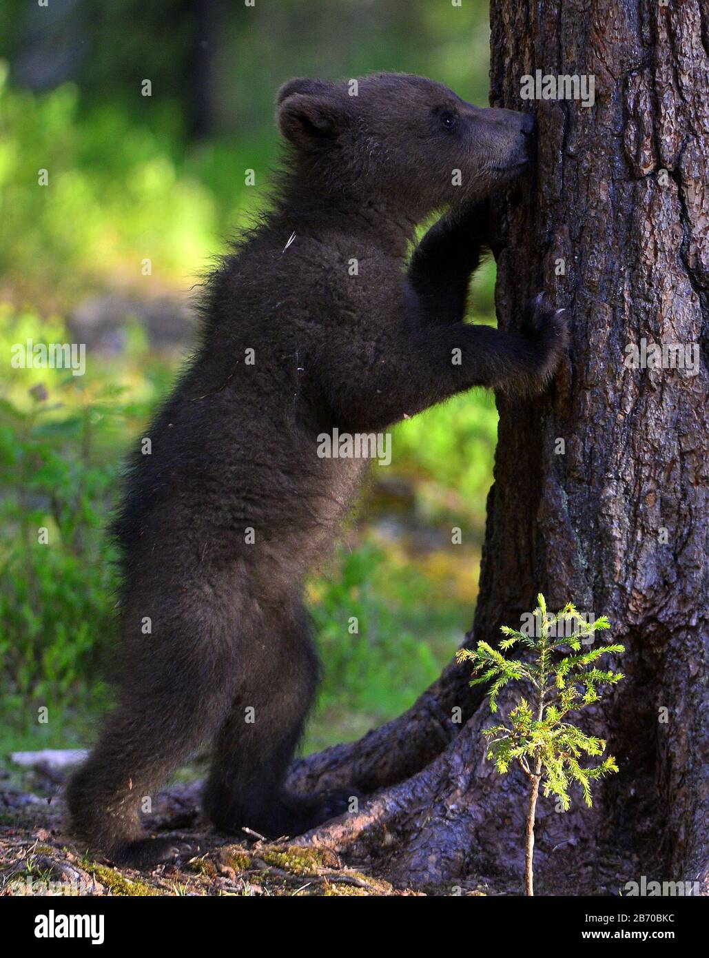 Bear cub up on his hind legs and sniffing the tree. Bear Cub of Brown ...