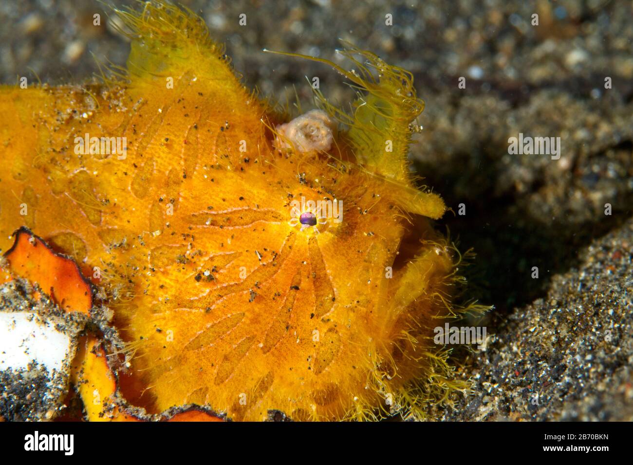 Hairy frogfish (Antennarius striatus) Lembeh Strait, Indonesia Stock ...
